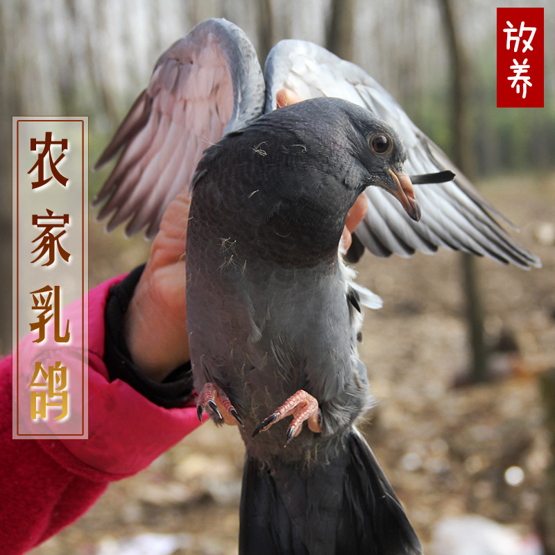 新鲜乳鸽 正宗农家散养鸽子现杀原生态土鸽 孕妇食用滋补嫩鸽子