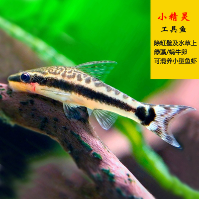 小精灵淡水除藻工具热带鱼
