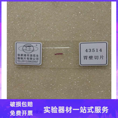 43514胃壁切片生物切片张家港浪花切片装片生物涂片玻片教学器材