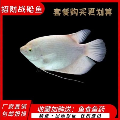 风水招财鱼苗战船战舰鱼黑眼白招财大型热带观赏鱼龙鱼配鱼红眼鱼