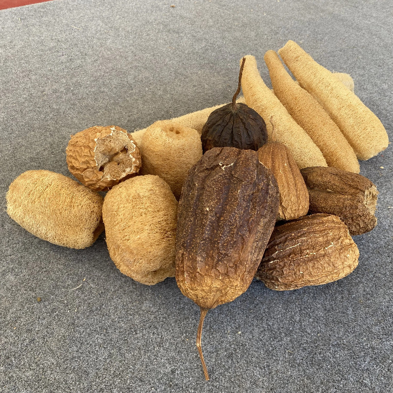 丝瓜络洗碗粗胖丝瓜瓤带皮幼儿园手工DIY文创艺术餐厅植物装饰品