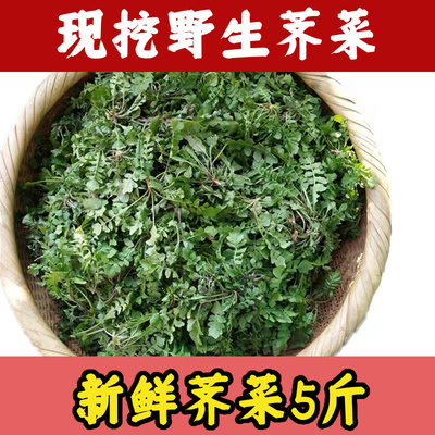 秦岭野生荠菜新鲜荠荠菜地菜野菜