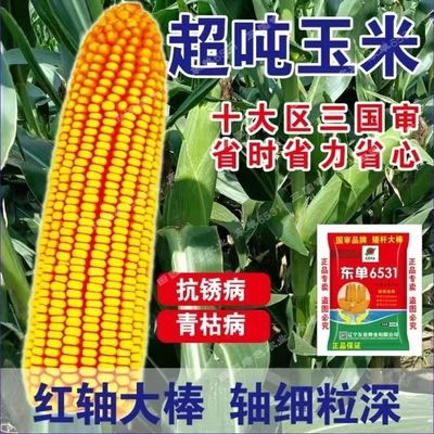 高产玉米种子玉米花润露