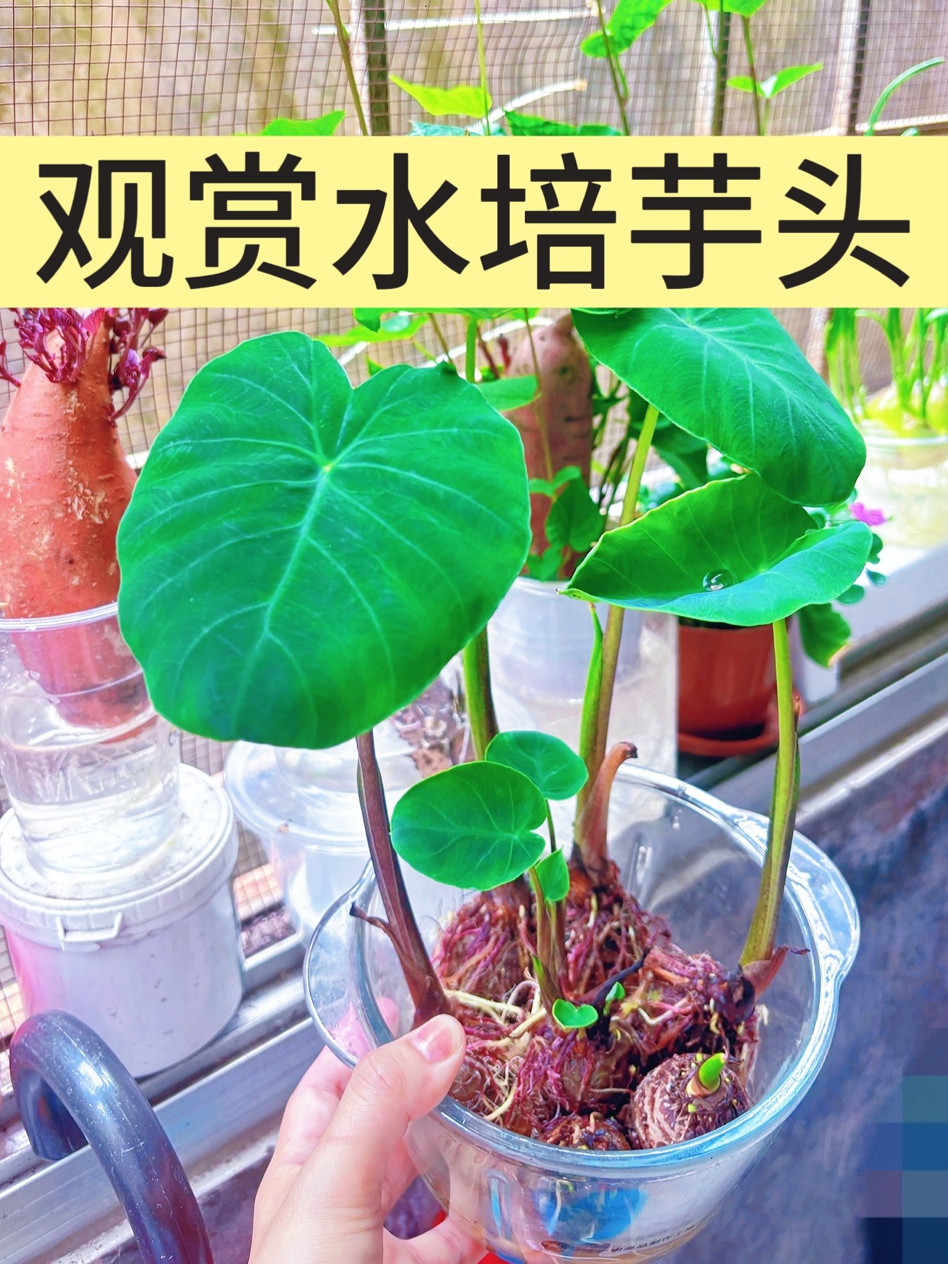 水培芋头室内阳台庭院盆栽鱼缸龟缸造景净化水质水培土培绿植花卉