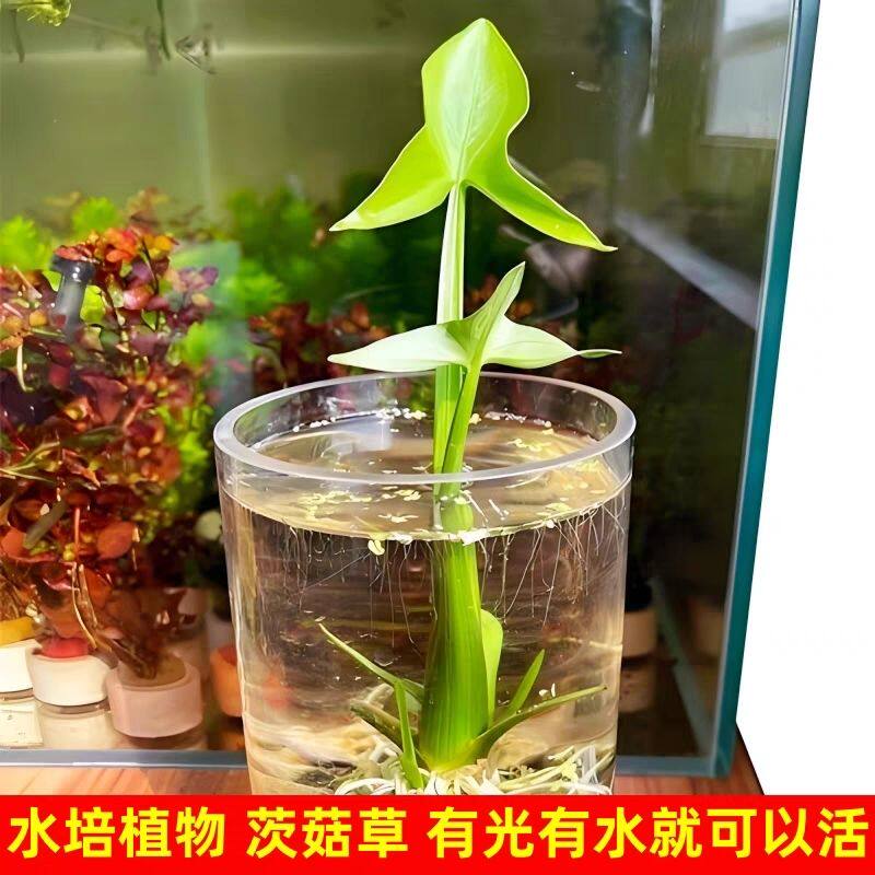 水生植物慈姑茨菇苗燕尾草挺水水草湿地鱼缸池塘净化花卉种球真草