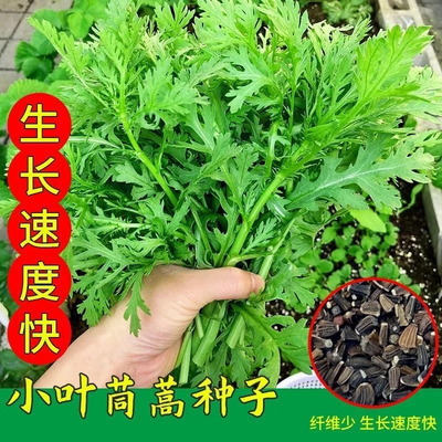 光杆小叶茼蒿种子大叶茼蒿种籽阳台盆栽蔬菜种子四季播包邮