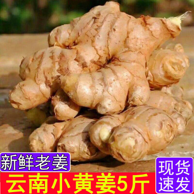 生姜新鲜 正宗云南小黄姜5斤现挖高原生姜月子姜老姜土姜大黄姜