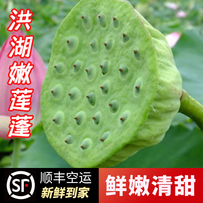 洪湖新鲜莲蓬水果莲蓬孕妇即食生吃嫩莲蓬鲜莲子现摘现发顺丰