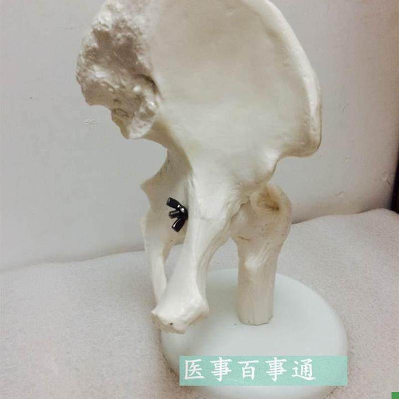 特价髋关节骨骼模型骨v骼骨架模型教学模型医用人体标本