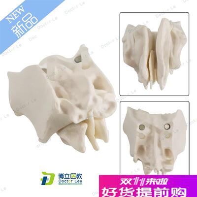 人体彩色头骨模型散骨模型筛骨模I型医用教学模型蝶骨模型