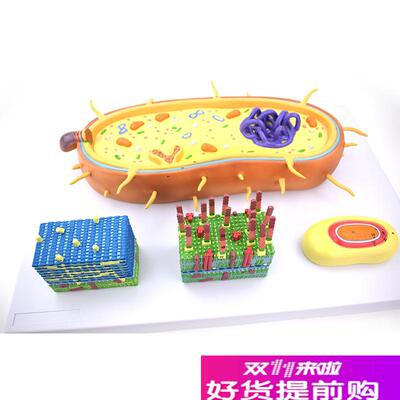 细菌放大模型革兰氏阳性菌革y兰氏阴性菌生物教学器材病原微生