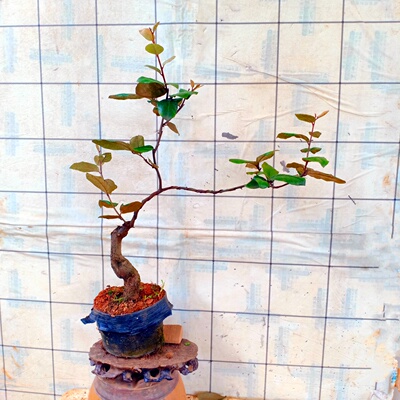 羊奶果老桩盆景室内胡颓子盆栽