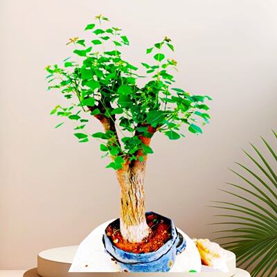 乌桕树老桩盆景庭院栽植大苗