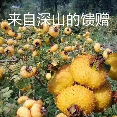 云南高山冻干刺梨果100g250g500g