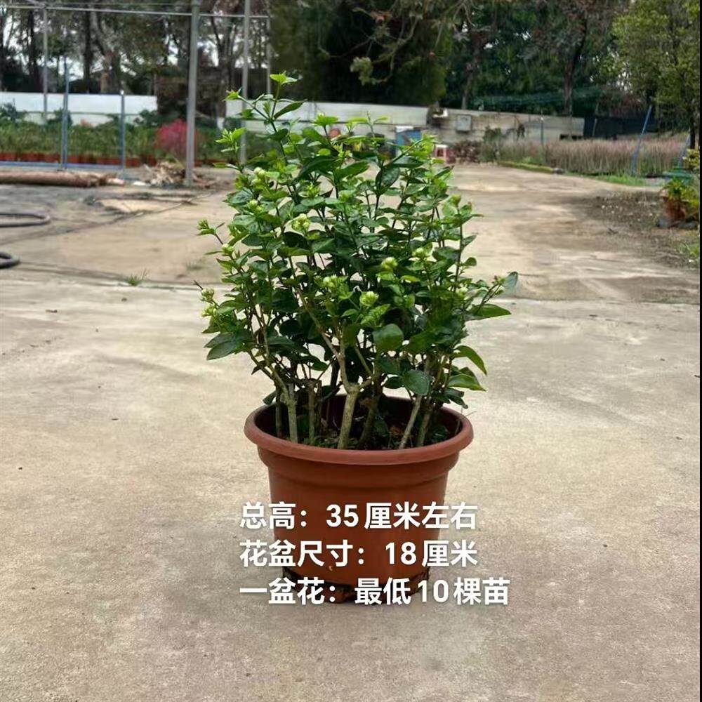 重瓣茉莉大盆营养土货盆栽浓香四季开花阳台花卉
