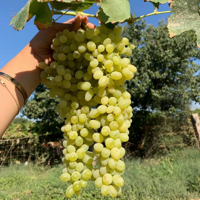 新疆特产吐鲁番无核白树上黄葡萄无籽干果500g