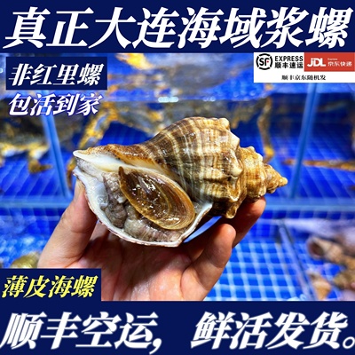 大连海螺鲜活现发顺丰包邮