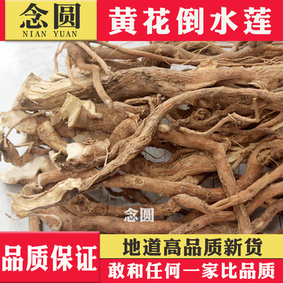 念圆广西黄花倒水莲中药材正品