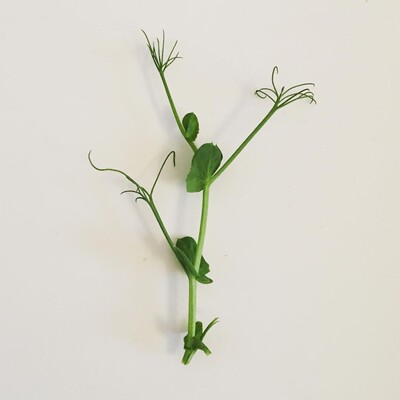 西餐摆盘装饰  Pea Shoots新鲜水培璇蔓豆苗 50g 素食沙拉豌豆苗