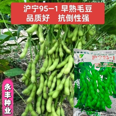 沪宁95-1毛豆种子早熟高产抗病耐热耐寒抗倒伏大田基地毛豆籽春播