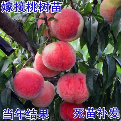桃树果苗嫁接苗盆栽地栽南方北方种植水蜜桃苗冬桃当年结果桃树苗