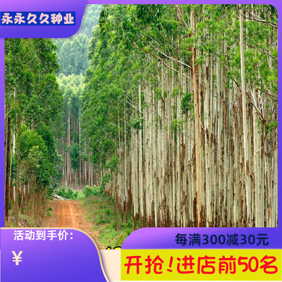 巨桉树种子尾叶桉蓝桉杏仁桉防沙防风大小叶桉速生桉树韦赤桉26号