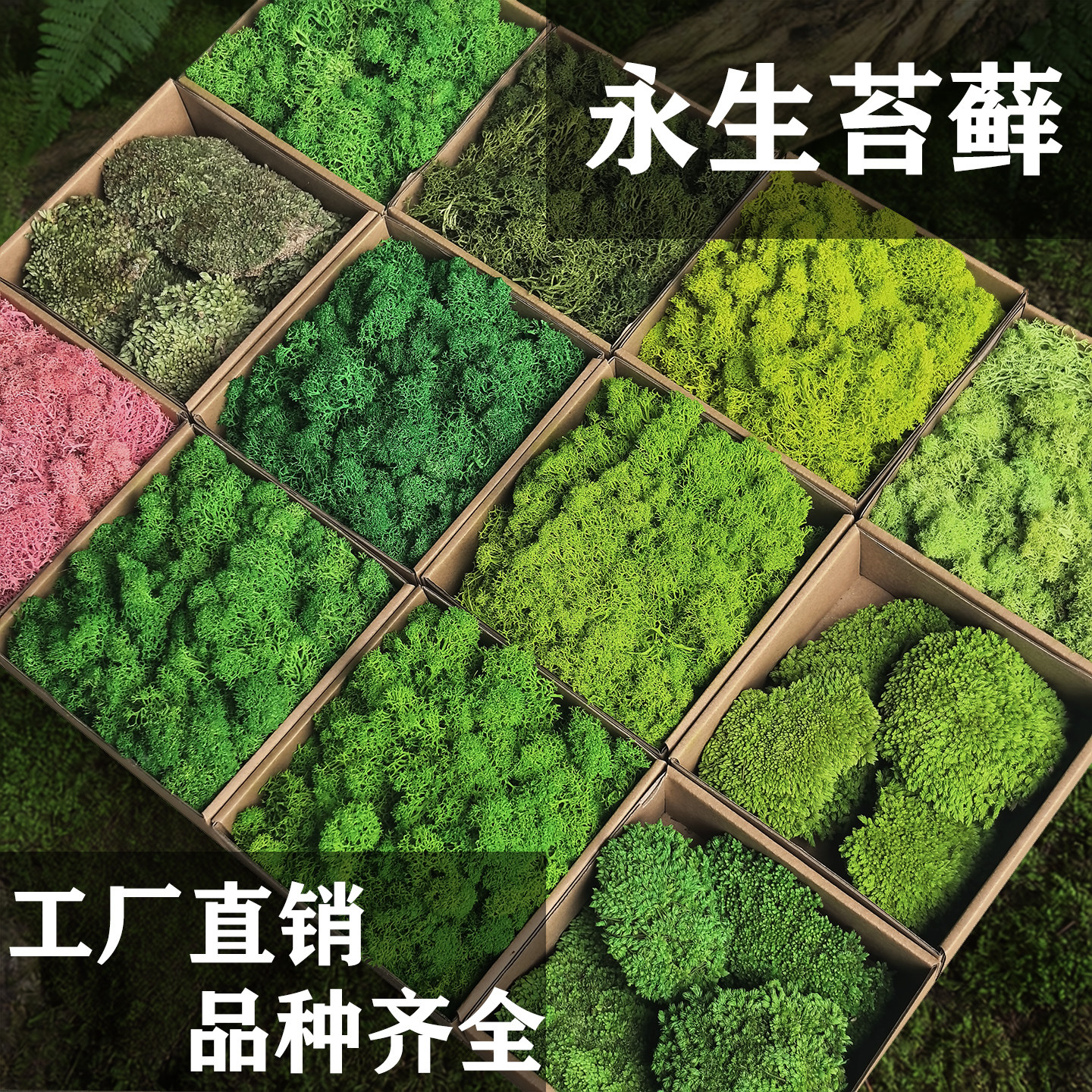 永生真苔藓植物室内装饰DIY造景白发大灰藓干花青苔绿植驯鹿角蕊
