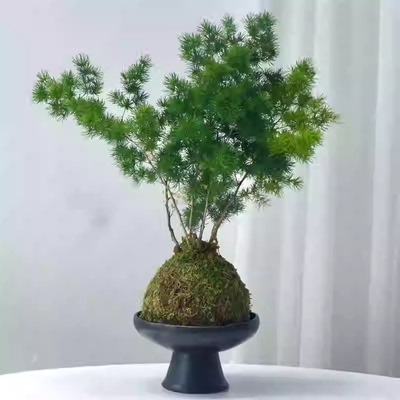 蓬莱松室内盆栽好养活