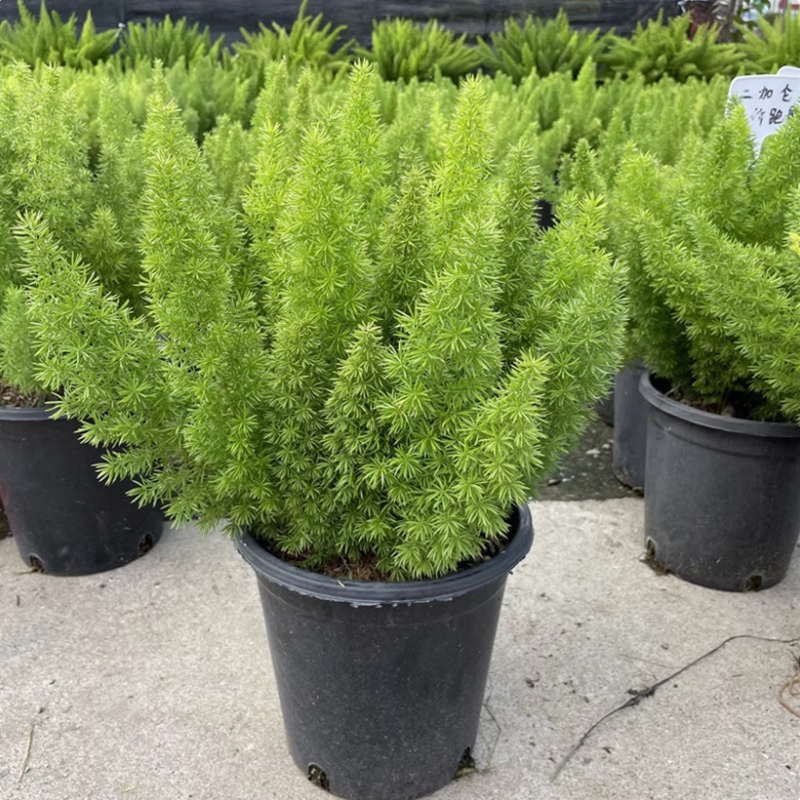 狐尾天门冬盆栽窗台阳台庭院耐热观叶植物四季常青多年生好养易活