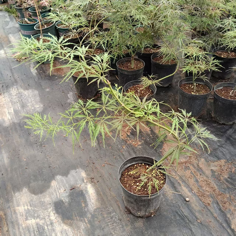 外山羽毛枫红色垂枝羽毛枫树槭树青龙羽毛枫造型景观树盆栽庭院花
