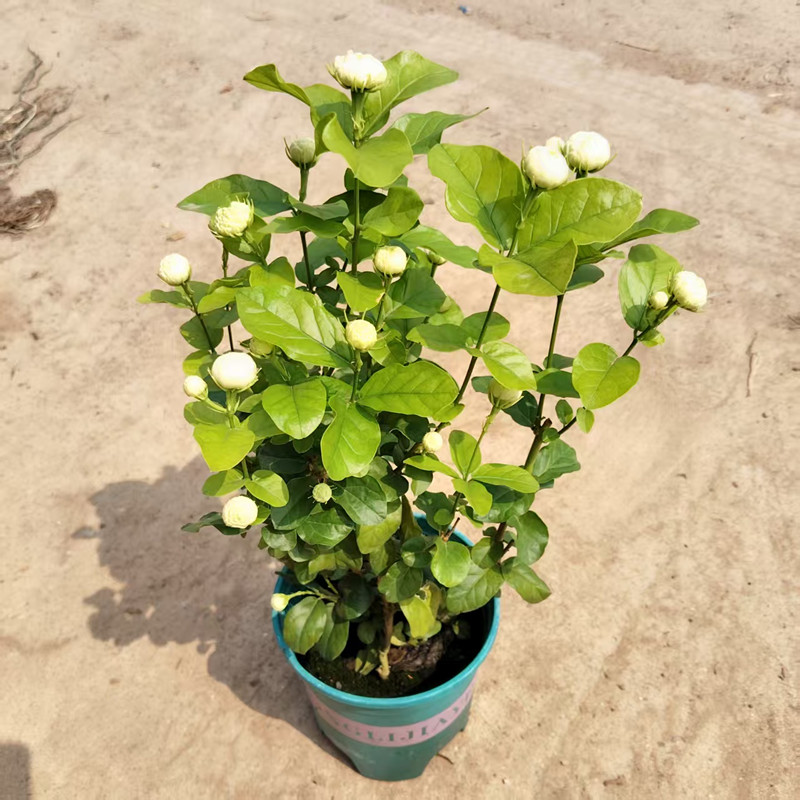 重瓣虎头茉莉花盆栽室内阳台浓香型植物花卉绿植好养活带花苞