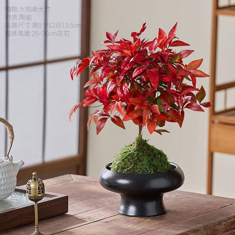 火焰南天竹盆栽苔藓球水培红叶耐寒植物办公室内桌面绿植禅意盆景