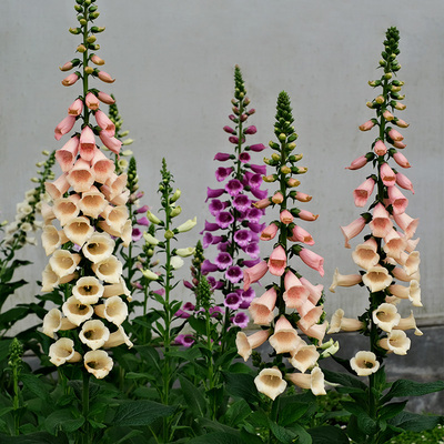 逸棵毛地黄花苗耐寒多年生春季开