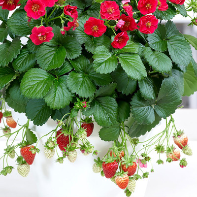 逸棵草莓苗秧盆栽带土大苗好吃