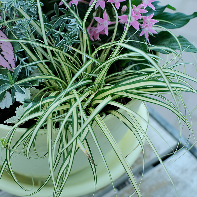 金叶苔草种苗盆栽耐热耐寒绿植植物阳台室内庭院四季种