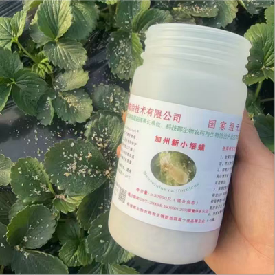 捕食螨生物防治红蜘蛛蓟马白粉虱
