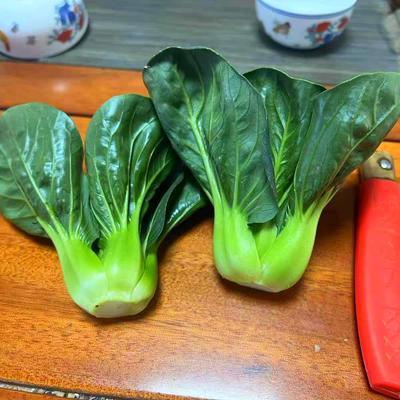 汕研小青仔小颗矮脚青菜种籽小白菜种子杂交耐寒秋冬季播蔬菜种孑