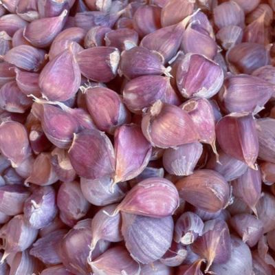 春季2023新蒜2023新蒜瓣正