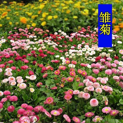 百花园春季夏多年生低矮种