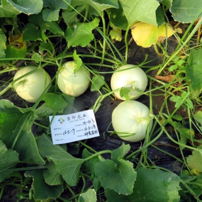 雪印明日香薄皮甜瓜种籽梨形香瓜种子大田基地春夏季播水果种孑