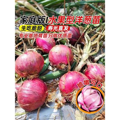 山东水果紫皮洋葱苗秧带根