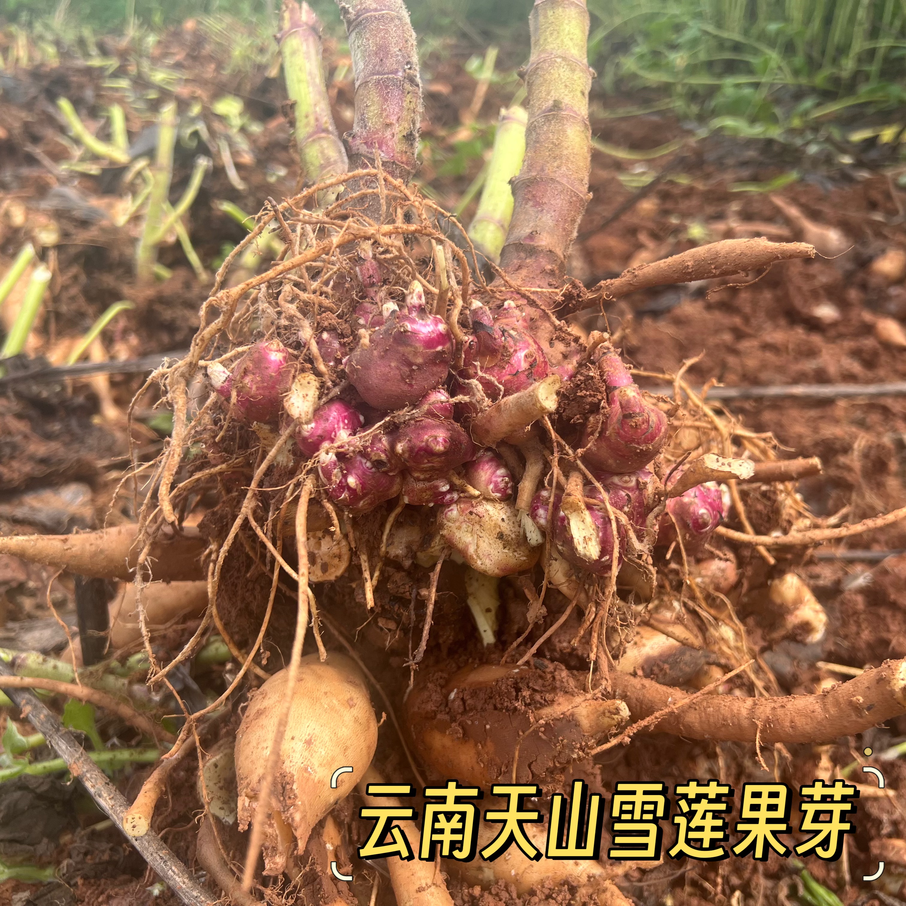 云南天山雪莲果种植芽水果种植苗黄心雪连果种籽种苗种球带芽苞