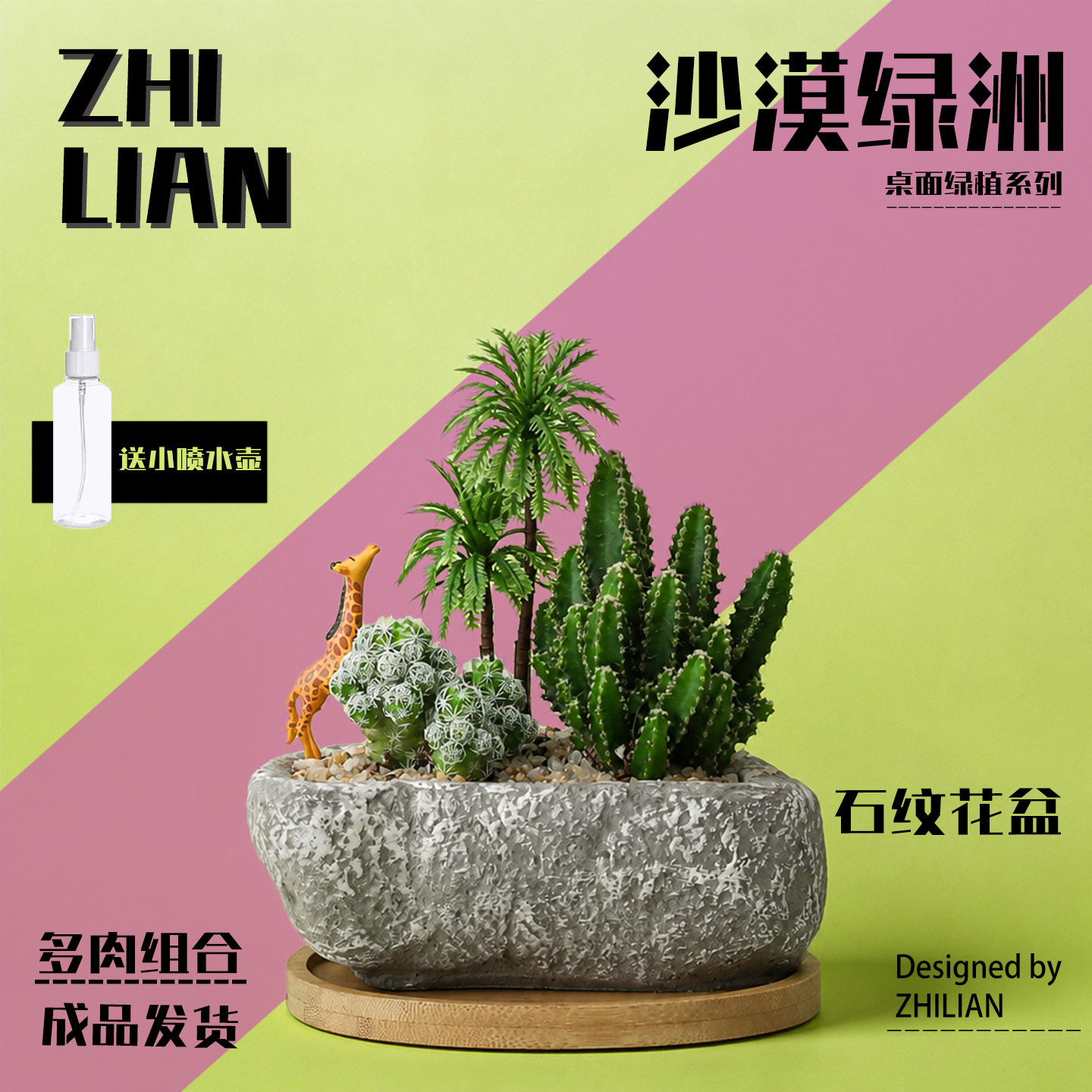 多肉植物情绪稳定小盆栽万重山室内仙人掌品种大全精品仙人球绿植