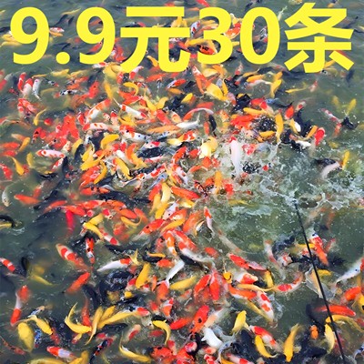 纯种小锦鲤鱼活小型观赏鱼