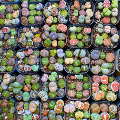 生石花屁屁花番杏科开花可爱盆栽