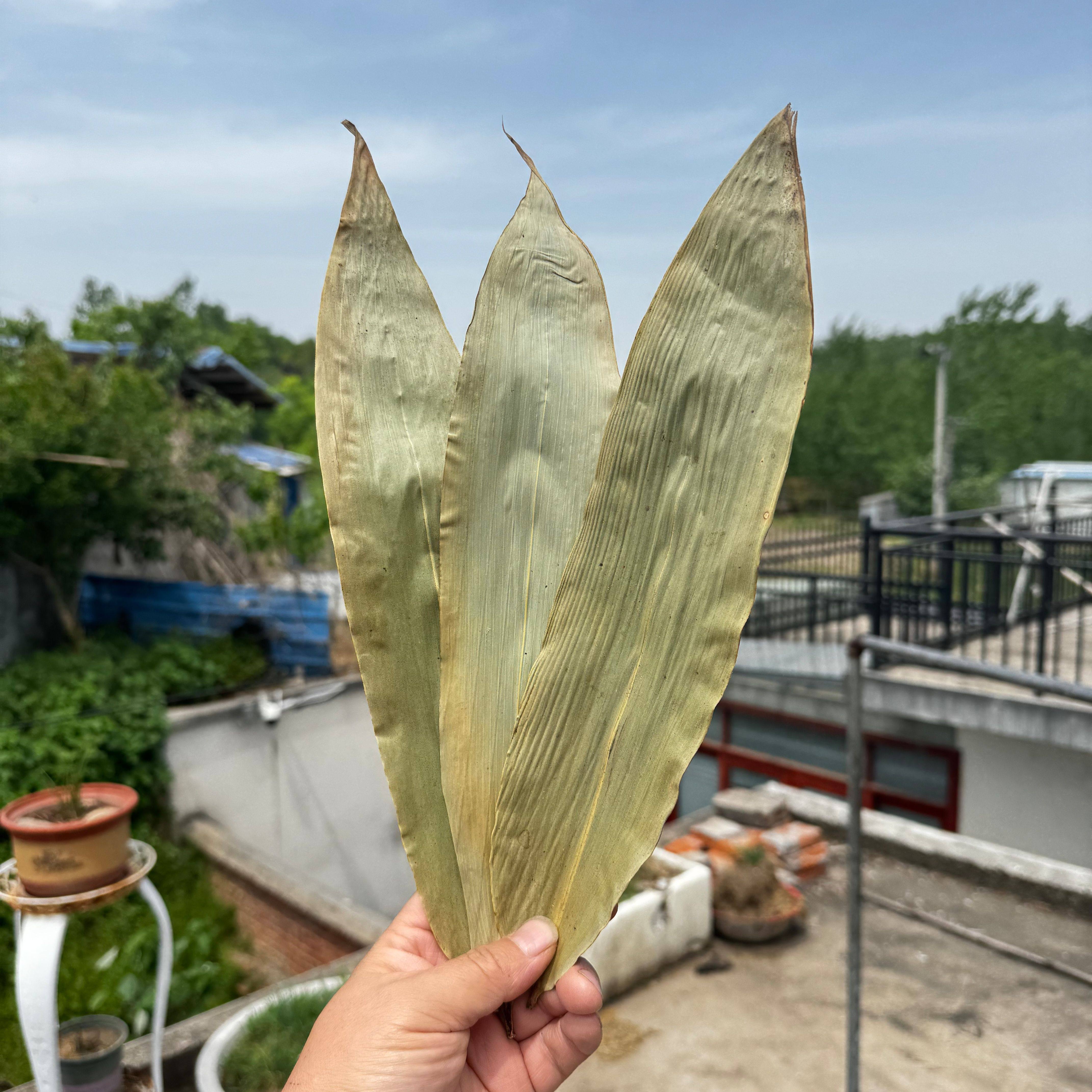 干粽叶大别山新鲜大号粽叶包粽子专用特大粽叶子金寨粽叶箬叶送绳