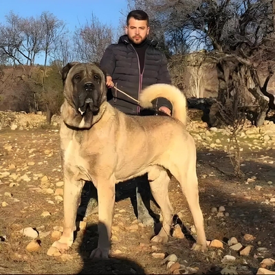 坎高犬纯种土耳其巨型犬大型猛犬活体幼犬坎高犬看家护院护卫斗犬