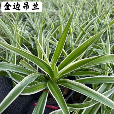 金边吊兰好养植物庭院观叶植物绿