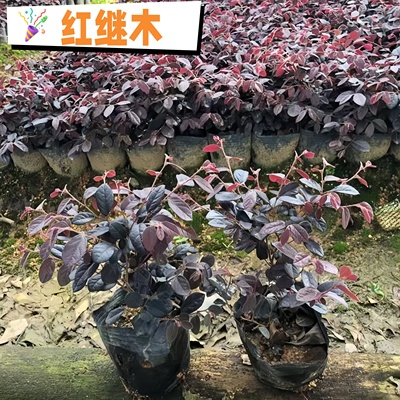 红花继木苗盆栽庭院绿化