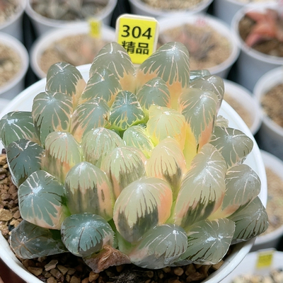 304号实生糊斑玉露锦母本